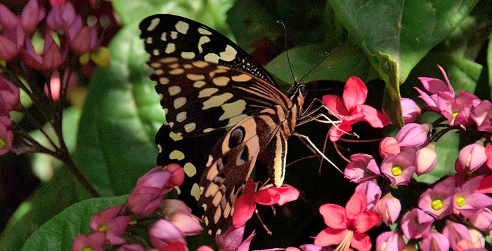 Citrus Swallowtail